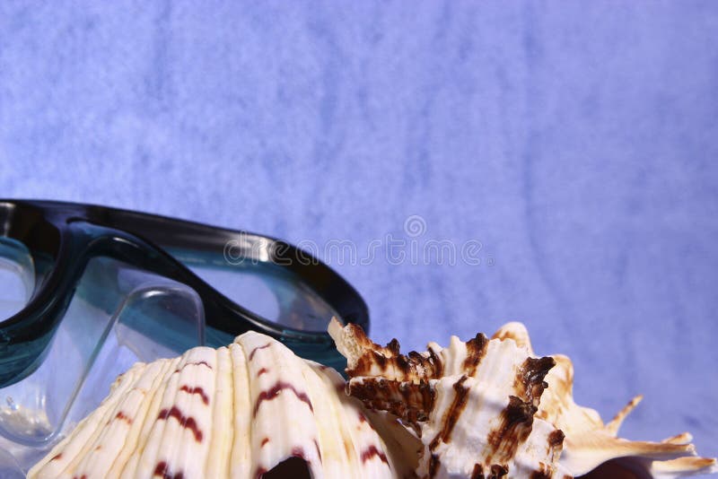 Macro of Sea shell texture stock photo. Image of cerastoderma - 58144364