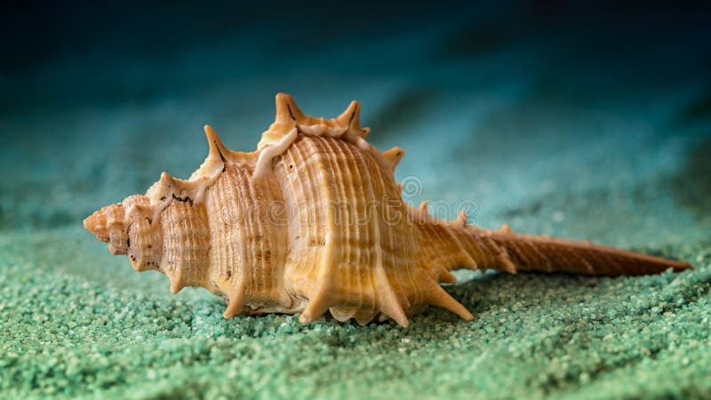 Macro of Sea shell texture stock photo. Image of cerastoderma - 58144364