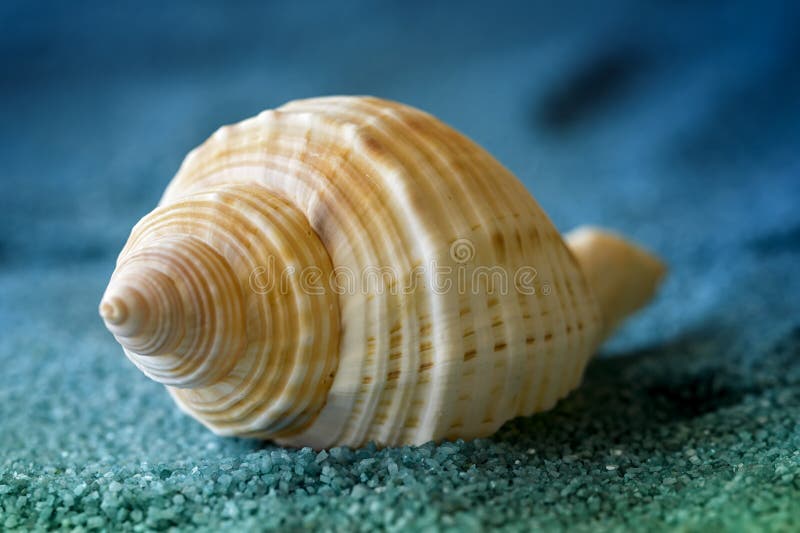 Macro shell stock photo. Image of vacation, tourism, nature - 56634310