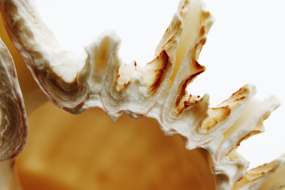 Macro shells stock image. Image of closeups, element - 23584027