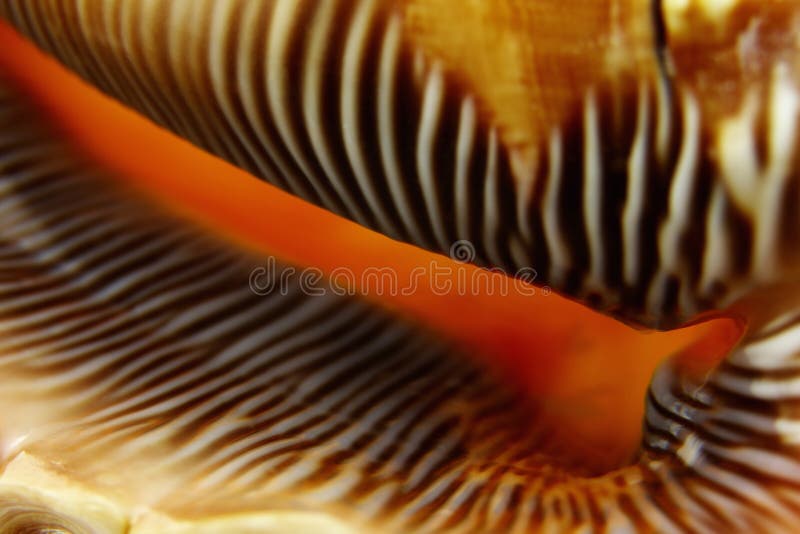 Macro shells stock image. Image of marine, element, extra - 24124741