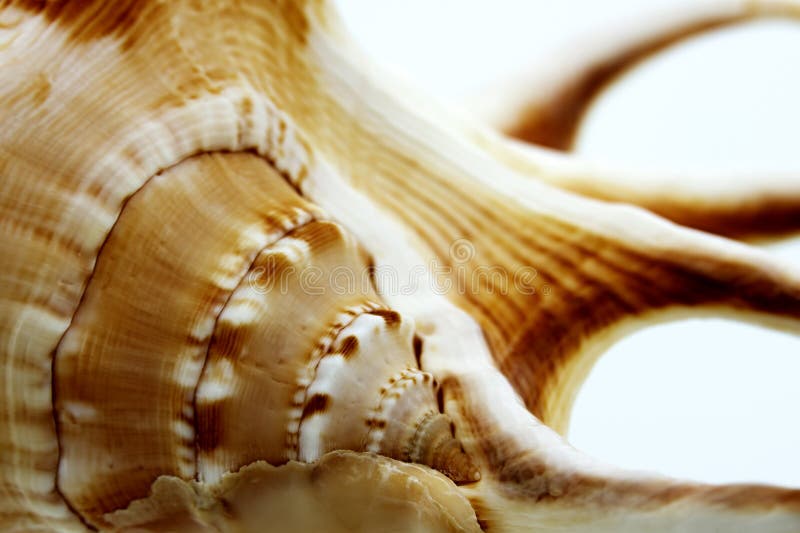 Macro shells stock image. Image of marine, element, extra - 24124741