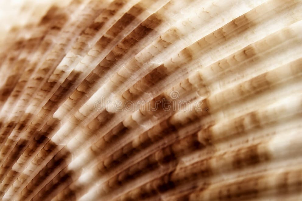 Macro shells stock image. Image of marine, element, extra - 24124741