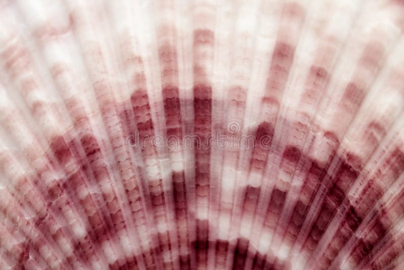 Macro shells stock image. Image of marine, element, extra - 24124741