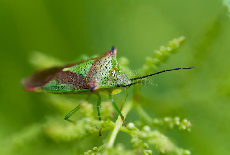 Macro of shield bug stock photo. Image of detail, outdoor - 249528138