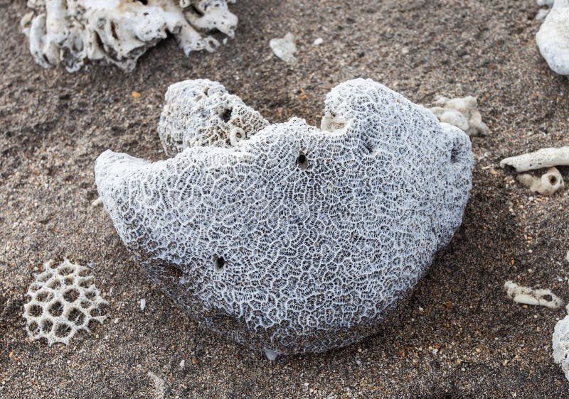 Coral Rocks from the Ocean on the Beach Sand Stock Image - Image of ...