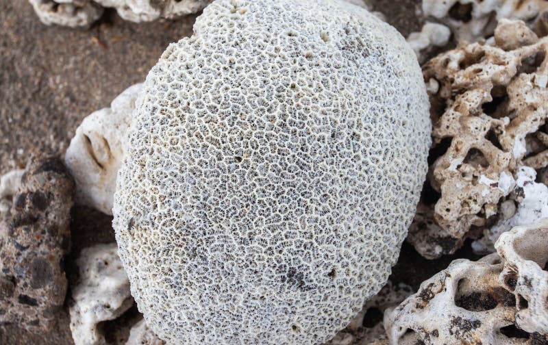 Coral Rocks from the Ocean on the Beach Sand Stock Photo - Image of ...