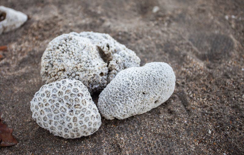 Coral Rocks from the Ocean on the Beach Sand Stock Image - Image of ...