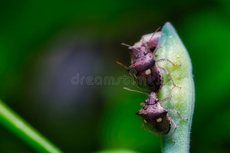 The bettle at the branch stock photo. Image of java - 186217640