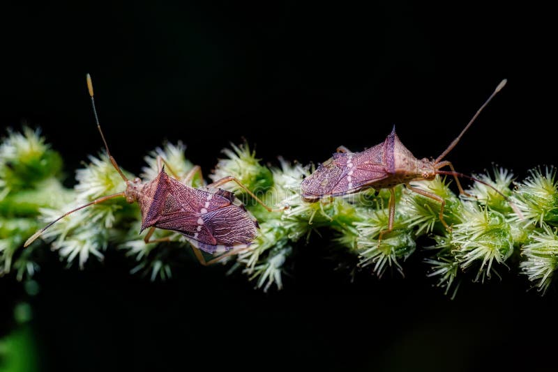 The bettle at the branch stock photo. Image of hill - 186217676