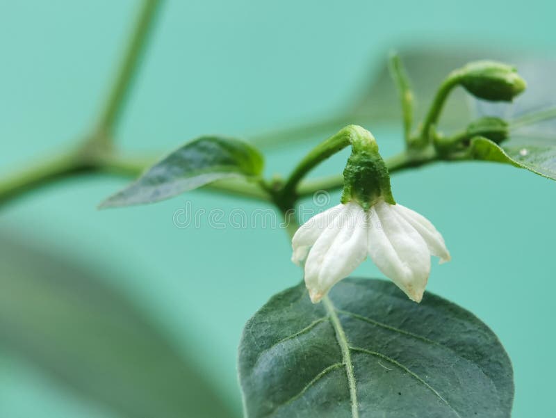 Macro Shoot of Pepper Flower or Chili Plant Stock Photo - Image of ...