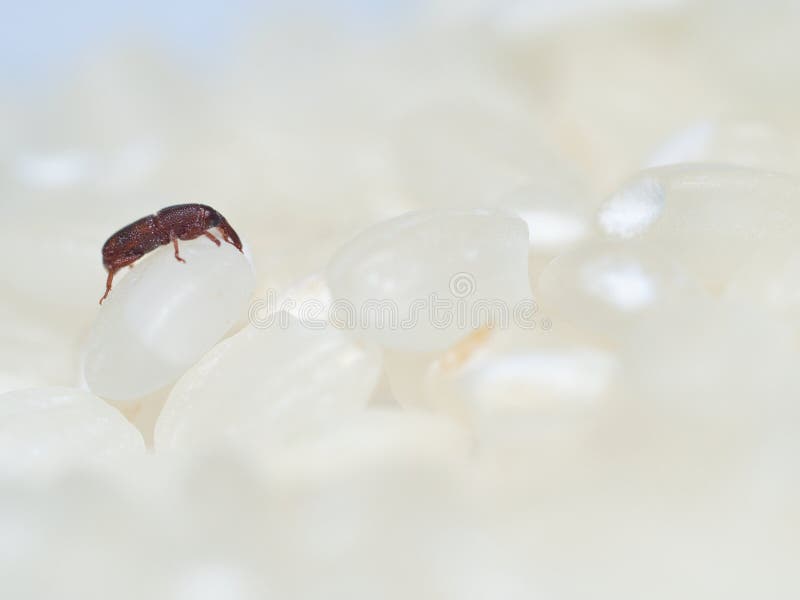 Macro Shoot of a Rice Weevil Stock Image - Image of brown, beetle ...
