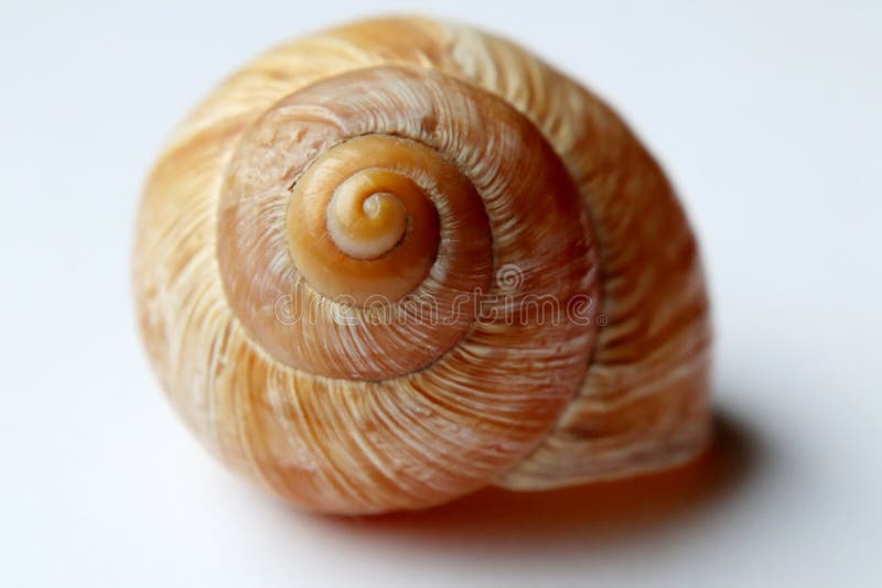 Macro Shoot of Shell Texture Stock Photo - Image of closeup, shell ...