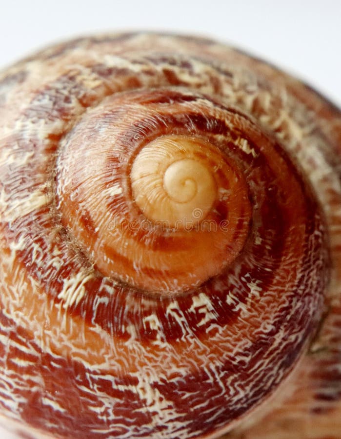 Macro Shoot of Shell Texture Stock Photo - Image of shell, texture ...