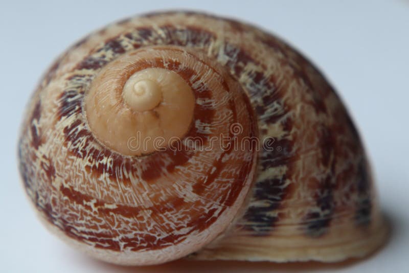 Macro Shoot of Shell Texture Stock Photo - Image of shell, texture ...