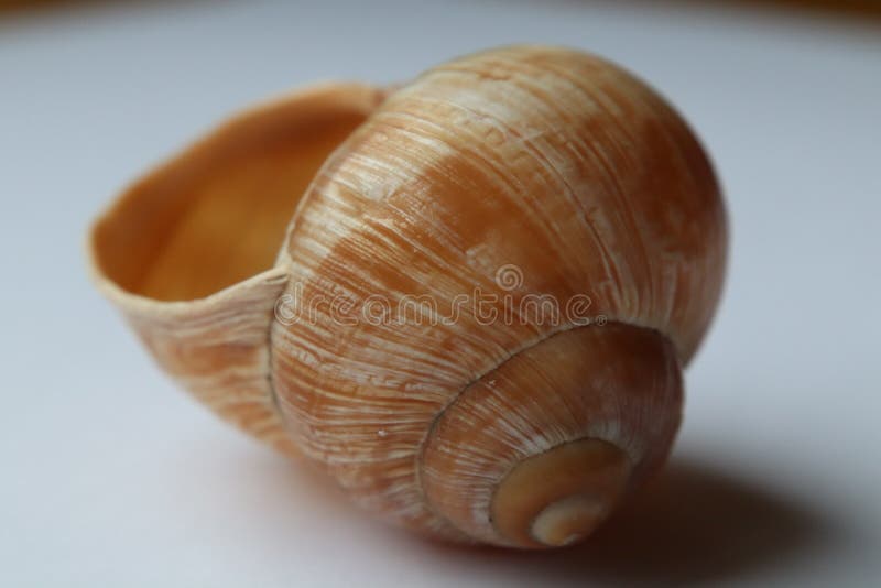 Macro Shoot of Shell Texture Stock Photo - Image of brown, shell: 176459064