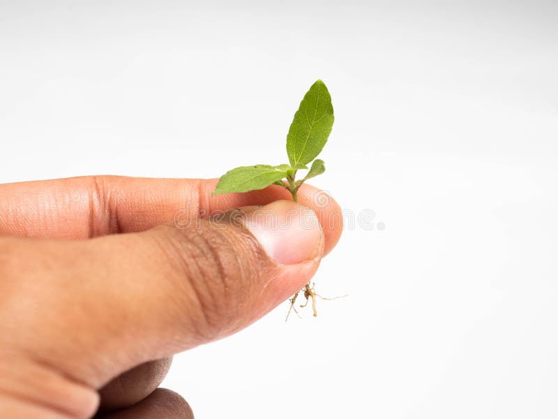 Macro Shoot of Sprout on a White Isolated Background Stock Image ...