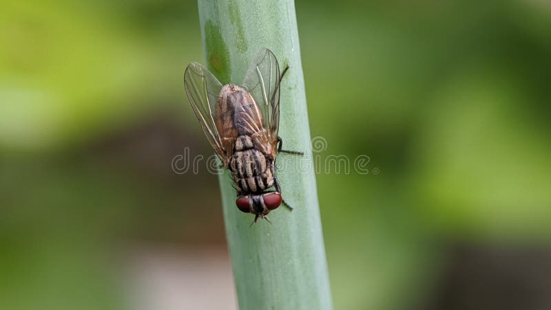 Macro Shooting of Blow Fly Insect Sitting on Green Leaf Stock Photo ...