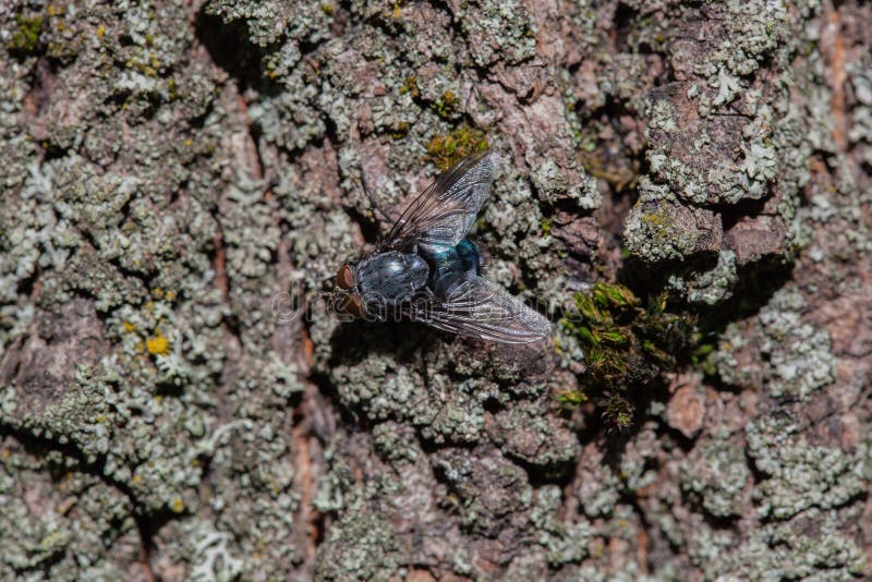Macro Shooting of a Fly Sitting on the Bark of a Tree Stock Photo ...
