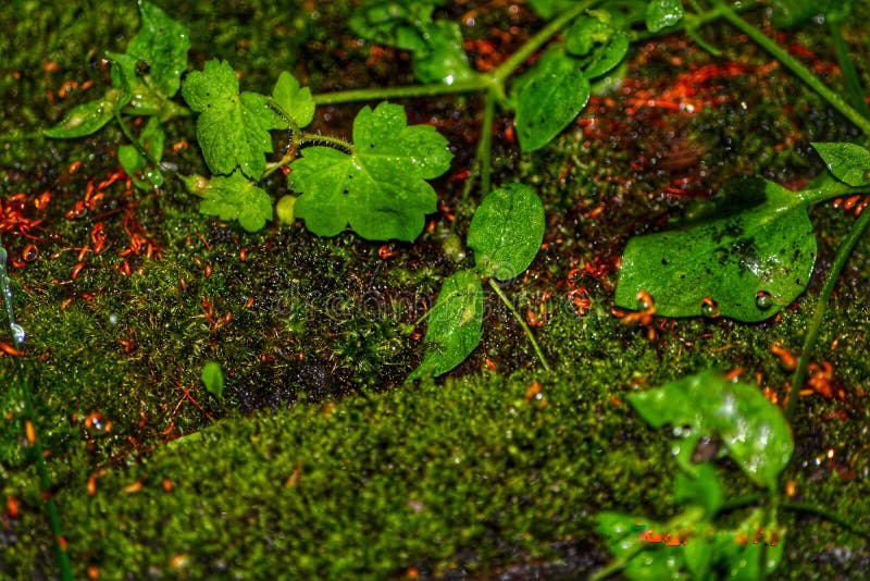 Moss with rain droplets stock image. Image of shooting - 138850725