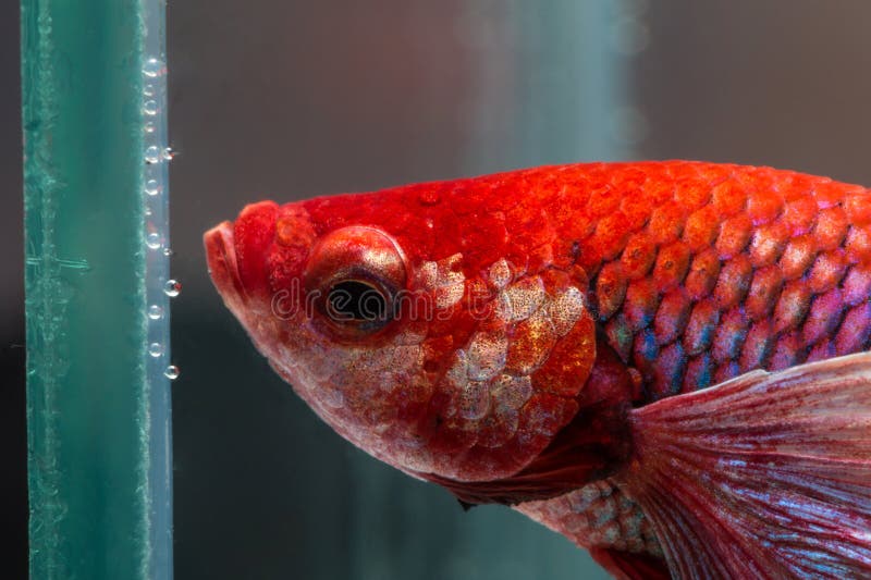 Macro Shooting the Red Betta Fish in Aquarium. Stock Image - Image of ...
