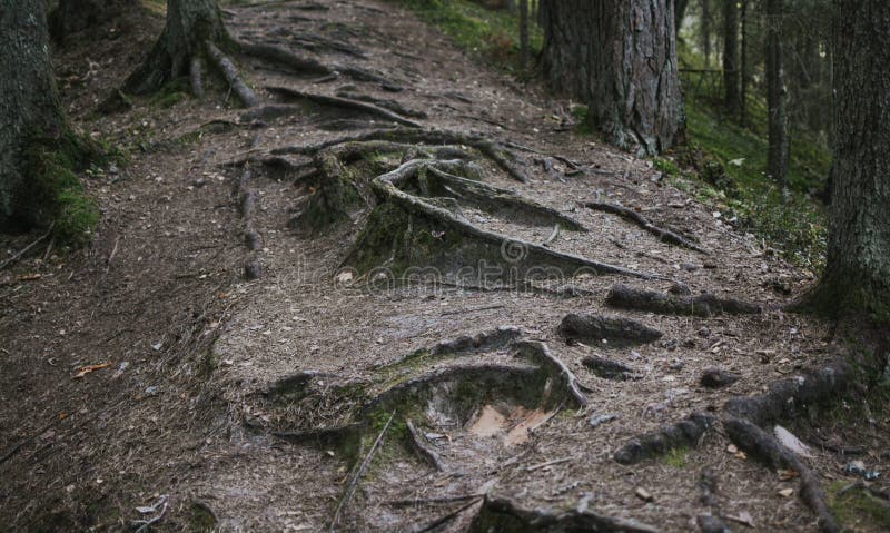 Macro Shooting of Tree Roots from Underground in Estonian Forest Stock ...