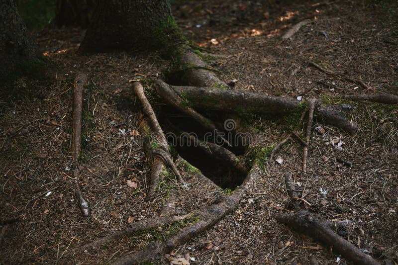Macro Shooting of Tree Roots from Underground in Estonian Forest Stock ...