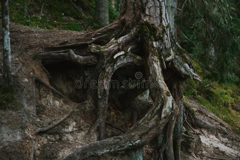 Macro Shooting of Tree Roots from Underground in Estonian Forest Stock ...