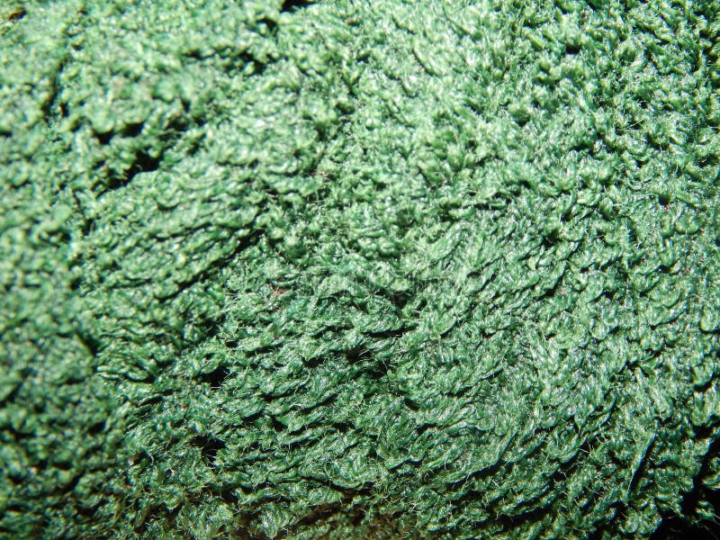 Macro Shooting of Various Natural and Artificial Stock Photo - Image of ...