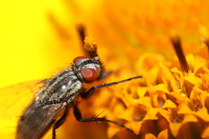 Macro Shot of Adia Cinerella, a Species of Fly in the Genus Adia. Stock ...