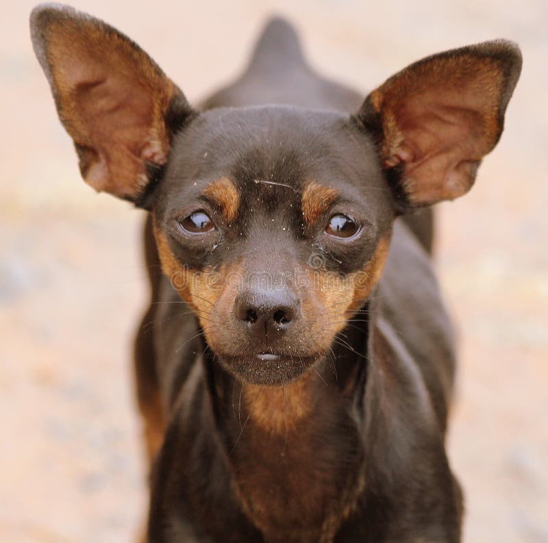 Macro Shot of an Adorable Brown Prague Ratter Dog Looking at the Camera ...