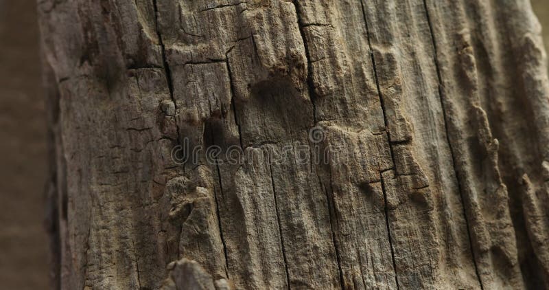 Close-Up of a Decayed Wooden Log with Deep Cracks Stock Video - Video ...