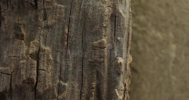 Close-Up of a Weathered Wooden Log with Cracks and Rough Texture Stock ...