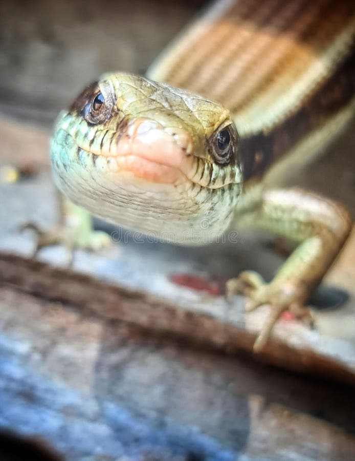 Macro Shot of Alligator Lizard Head Detail Looking at the Camera Stock ...