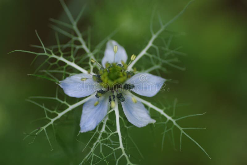 Macro Shot of Amazing White Love-in-a-mist Flower Stock Photo - Image ...
