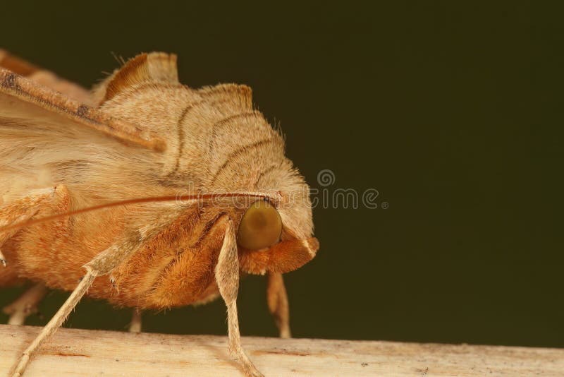 Macro Shot of an Angle Shades Moth on a Branch Stock Photo - Image of ...