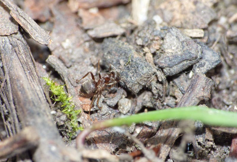 Ant Running on Ground - Macro Stock Photo - Image of close, ground ...