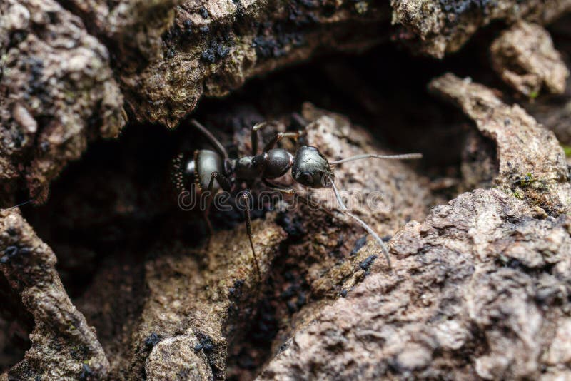 Macro Shot of an Ant on a Stone Stock Image - Image of stone, small ...