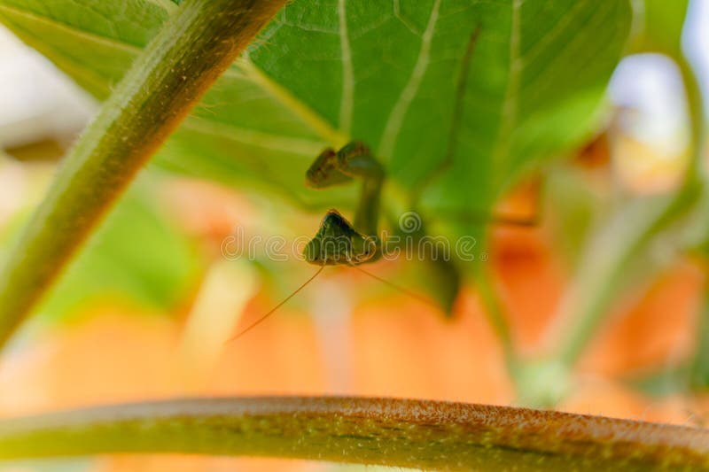 Macro Shot of Antenna Bug on Green Leaves with Blur Background Stock ...