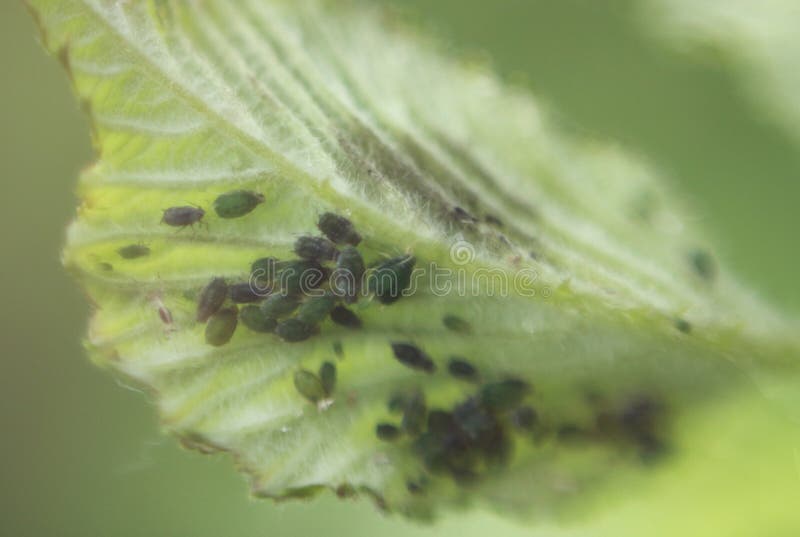 Macro Shot of Aphids Under a Leaf Stock Photo - Image of nature ...