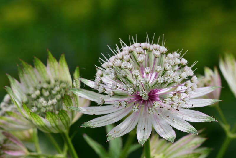 Great Masterwort Astrantia Major Stock Image - Image of floral, nature ...