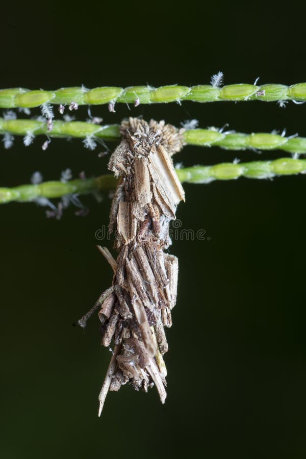 Macro Shot of the Bagworm Moth Larvae. Stock Image - Image of green ...
