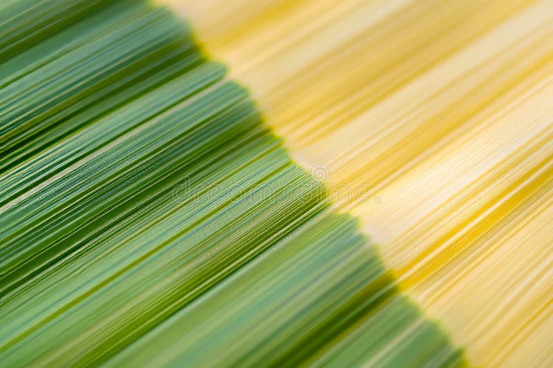 Macro Shot of Bamboo Texture, Smooth Green and Yellow Segments with ...