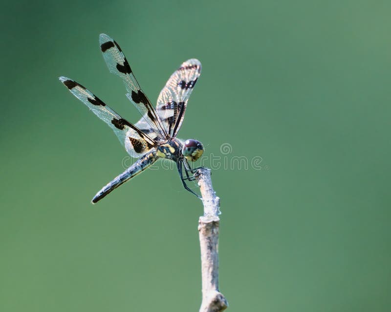 Macro Shot of a Banded Pennant Dragonfly on a Plant Stock Photo - Image ...