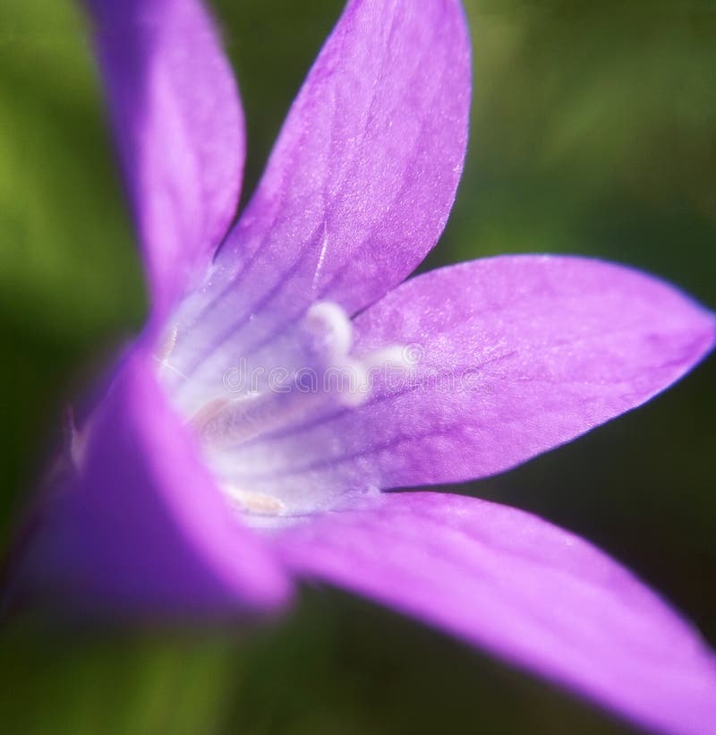 Macro Shot of a Beautiful Azure Flower Called Bell Stock Photo - Image ...