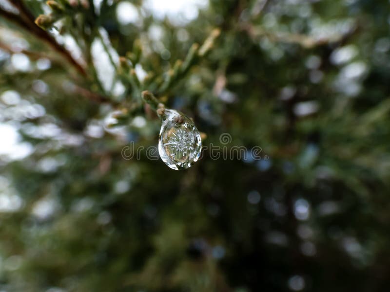 Macro Shot of Beautiful Frozen Water Drop Dripping Down from Pine Tree ...