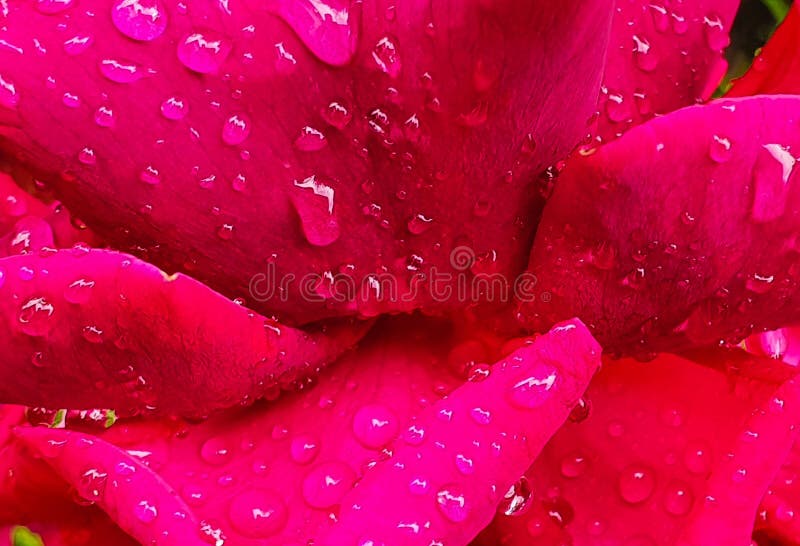 Macro Shot of the Beautiful Pink Rose Covered in Crystal Clear ...