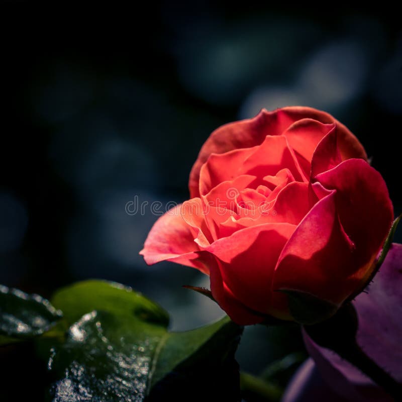 Macro Shot of a Beautiful Red Rose in a Garden Illuminated by the Sun ...
