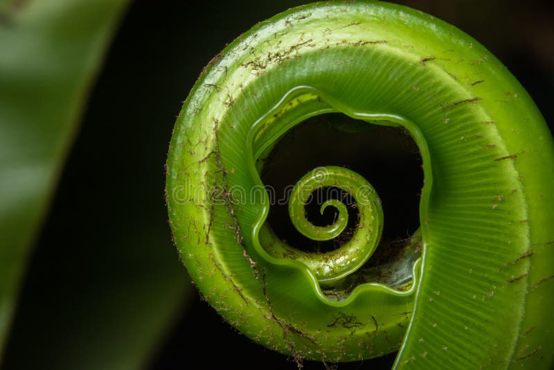 Macro Shot of a Beautiful Soft Fern in a Garden Stock Image - Image of ...
