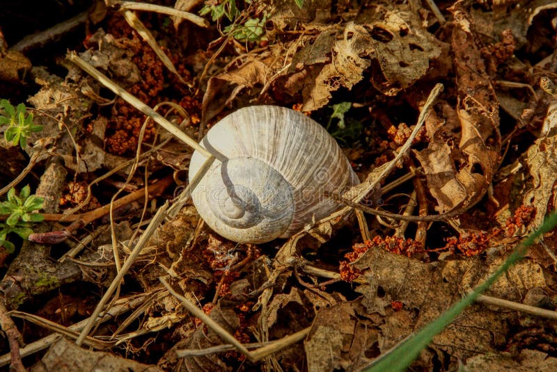 Macro Shot of a Beautiful White Snail Shell in the Fallen Dry Leaves ...